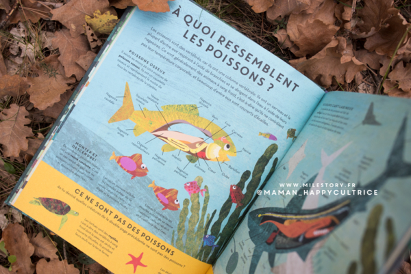 Des poissons par milliers de Britta Teckentrup - Kimane - Milestory.fr ...