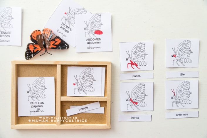 Activités papillons maternelle + Cartes de nomenclature papillons à ...