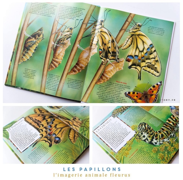 Activités papillons maternelle + Cartes de nomenclature papillons à ...