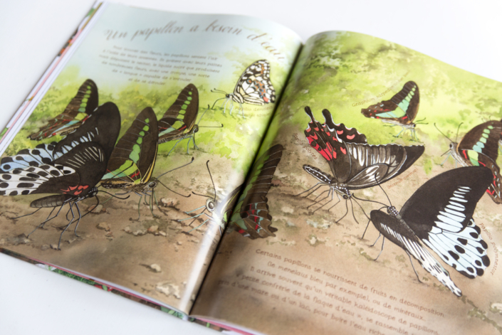 Activités papillons maternelle + Cartes de nomenclature papillons à ...