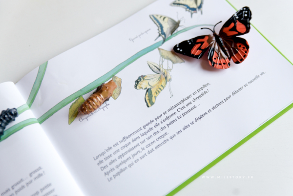 Activités papillons maternelle + Cartes de nomenclature papillons à ...