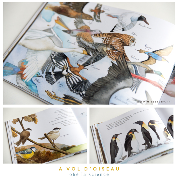 activités maternelle oiseaux + Cartes nomenclature oiseaux ...