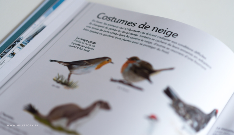 {IEF} Récap activités de l'hiver maternelle : imagier de l'hiver ...