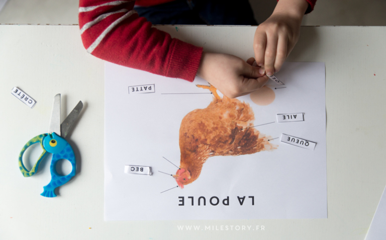 Activités poule en maternelle : cycle de vie poule, morphologie poule ...