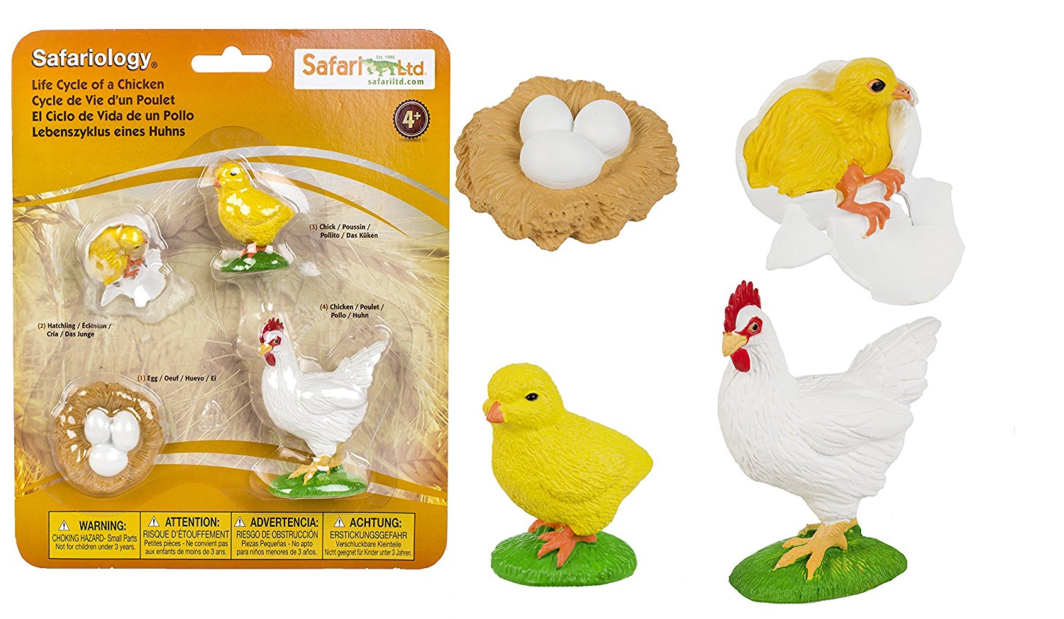 Activités poule en maternelle : cycle de vie poule, morphologie poule ...
