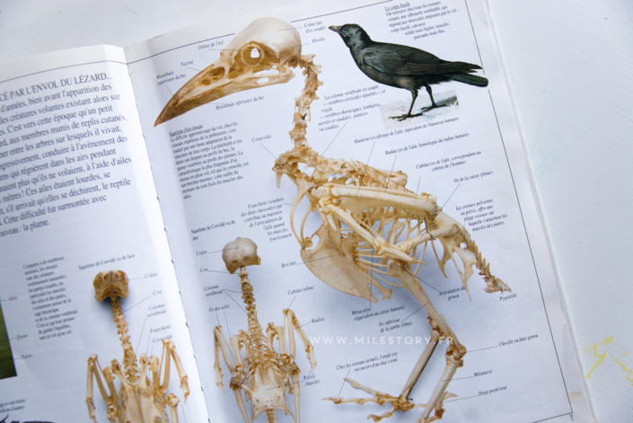 activités maternelle oiseaux + Cartes nomenclature oiseaux ...