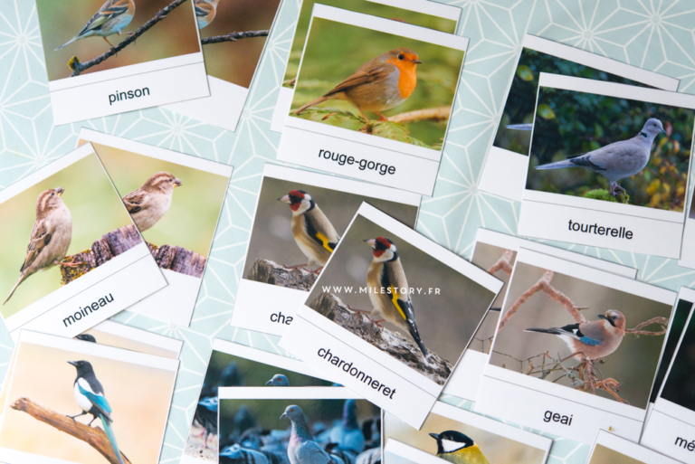 activités maternelle oiseaux + Cartes nomenclature oiseaux ...