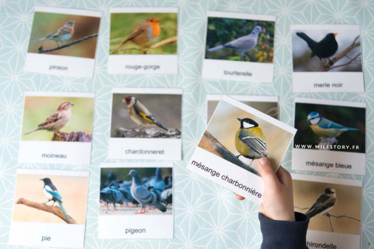 activités maternelle oiseaux + Cartes nomenclature oiseaux ...