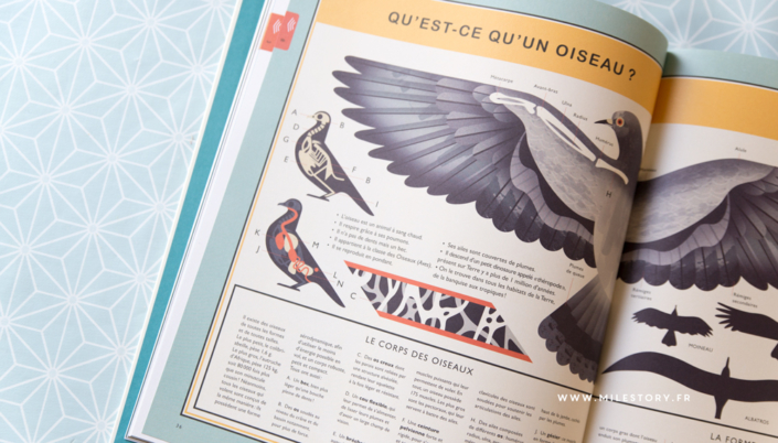 activités maternelle oiseaux + Cartes nomenclature oiseaux ...