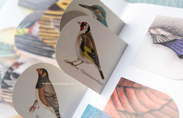 activités maternelle oiseaux + Cartes nomenclature oiseaux ...