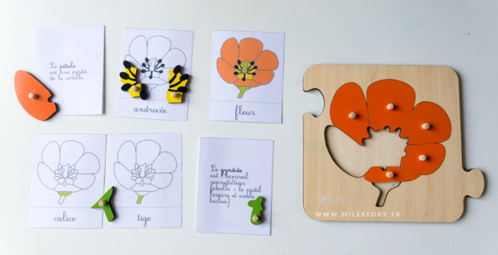 Livres et activités sur les fleurs en maternelle - Milestory.fr Fiches ...