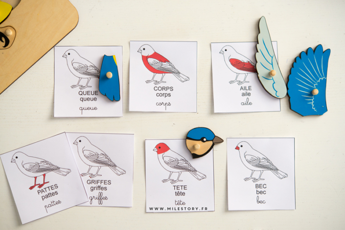 activités maternelle oiseaux + Cartes nomenclature oiseaux ...