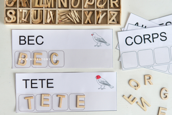 activités maternelle oiseaux + Cartes nomenclature oiseaux ...