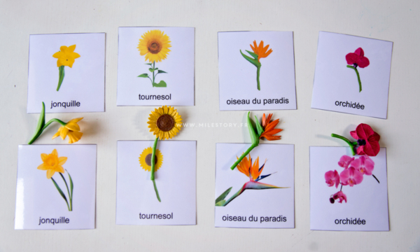 Livres et activités sur les fleurs en maternelle - Milestory.fr Fiches ...