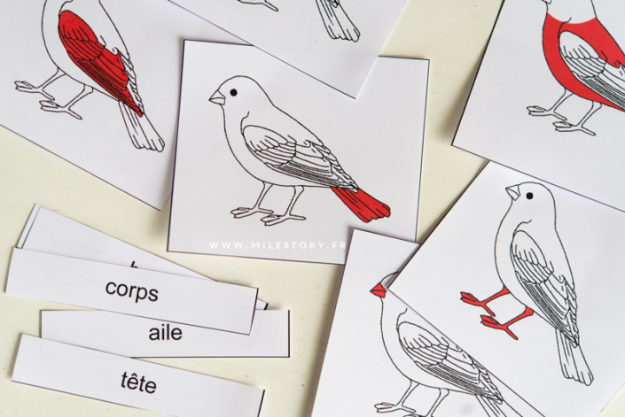 activités maternelle oiseaux + Cartes nomenclature oiseaux ...