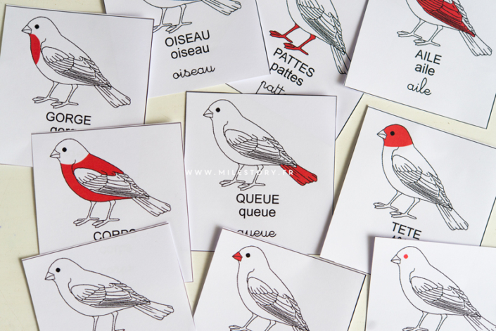 activités maternelle oiseaux + Cartes nomenclature oiseaux ...