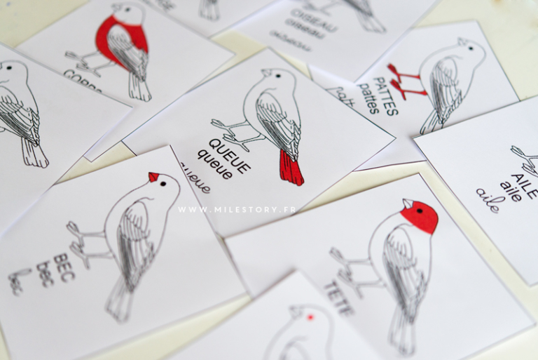 activités maternelle oiseaux + Cartes nomenclature oiseaux ...