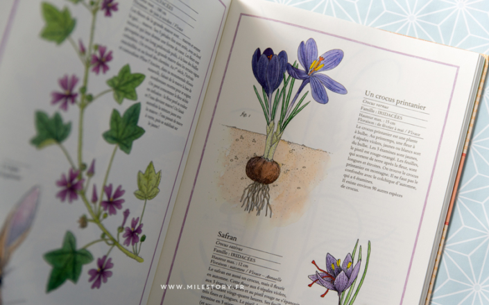 Livres et activités sur les fleurs en maternelle - Milestory.fr Fiches ...