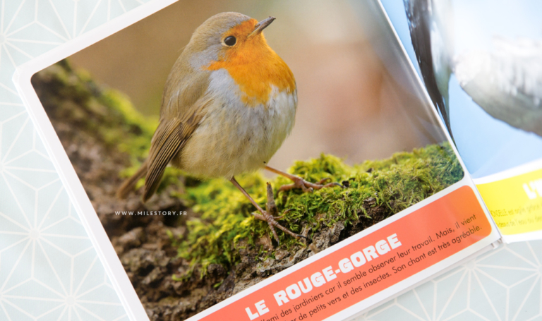 activités maternelle oiseaux + Cartes nomenclature oiseaux ...