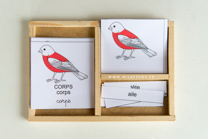 activités maternelle oiseaux + Cartes nomenclature oiseaux ...