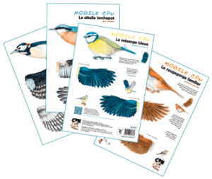 activités maternelle oiseaux + Cartes nomenclature oiseaux ...