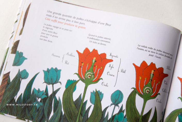 Livres et activités sur les fleurs en maternelle - Milestory.fr Fiches ...