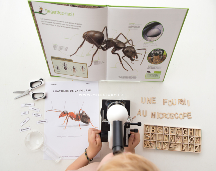 Livres et activités sur les fourmis maternelle - coschooling ...