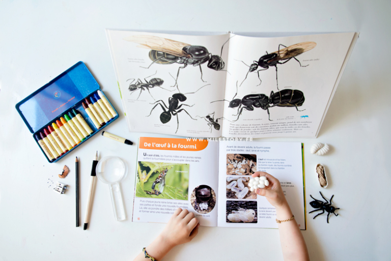 Livres et activités sur les fourmis maternelle - coschooling ...