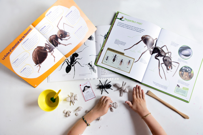 Livres et activités sur les fourmis maternelle - coschooling ...