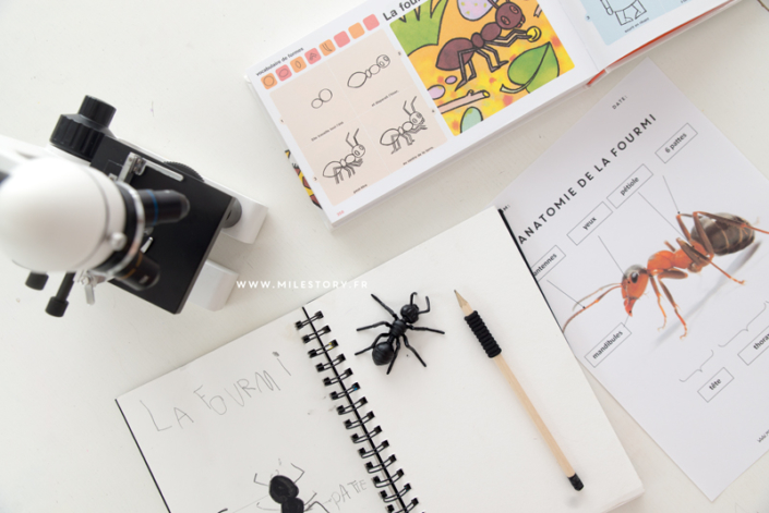 Livres et activités sur les fourmis maternelle - coschooling - Milestory