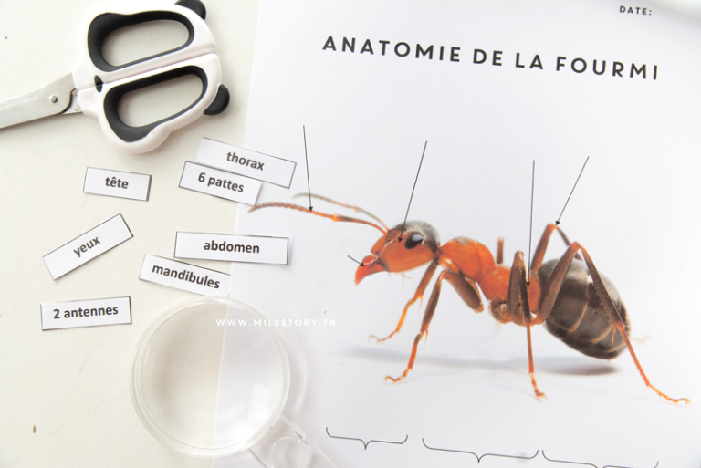 Livres et activités sur les fourmis maternelle - coschooling ...