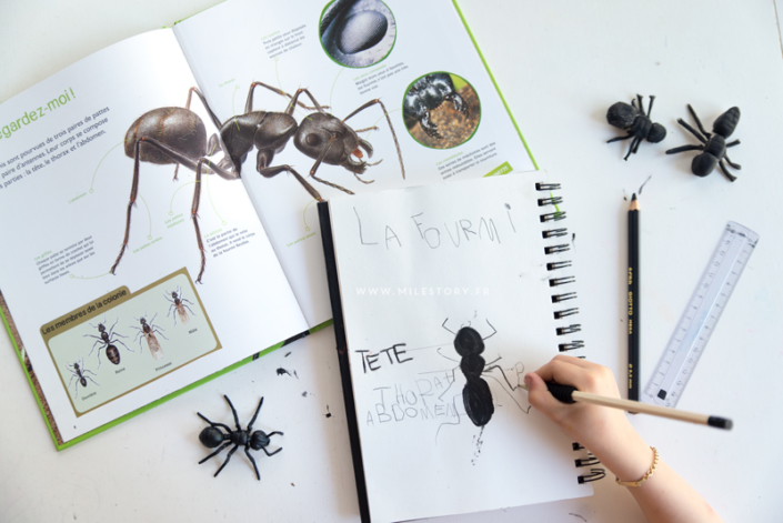 Livres et activités sur les fourmis maternelle - coschooling - Milestory