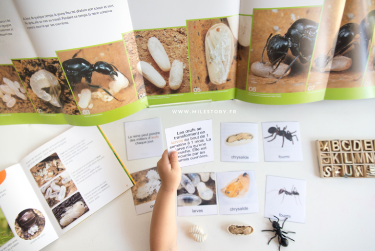 Livres et activités sur les fourmis maternelle - coschooling ...