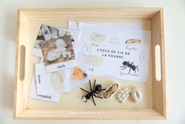 Livres et activités sur les fourmis maternelle - coschooling ...