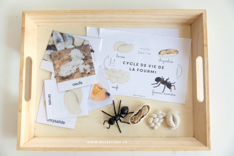 Livres et activités sur les fourmis maternelle - coschooling ...
