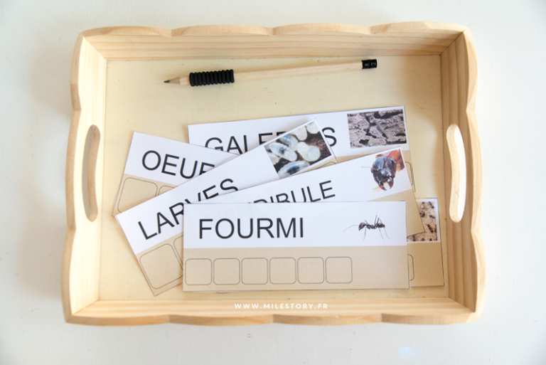 Livres et activités sur les fourmis maternelle - coschooling - Milestory