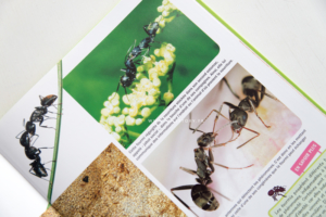 Livres et activités sur les fourmis maternelle - coschooling ...