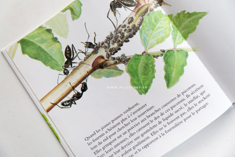 Livres et activités sur les fourmis maternelle - coschooling ...