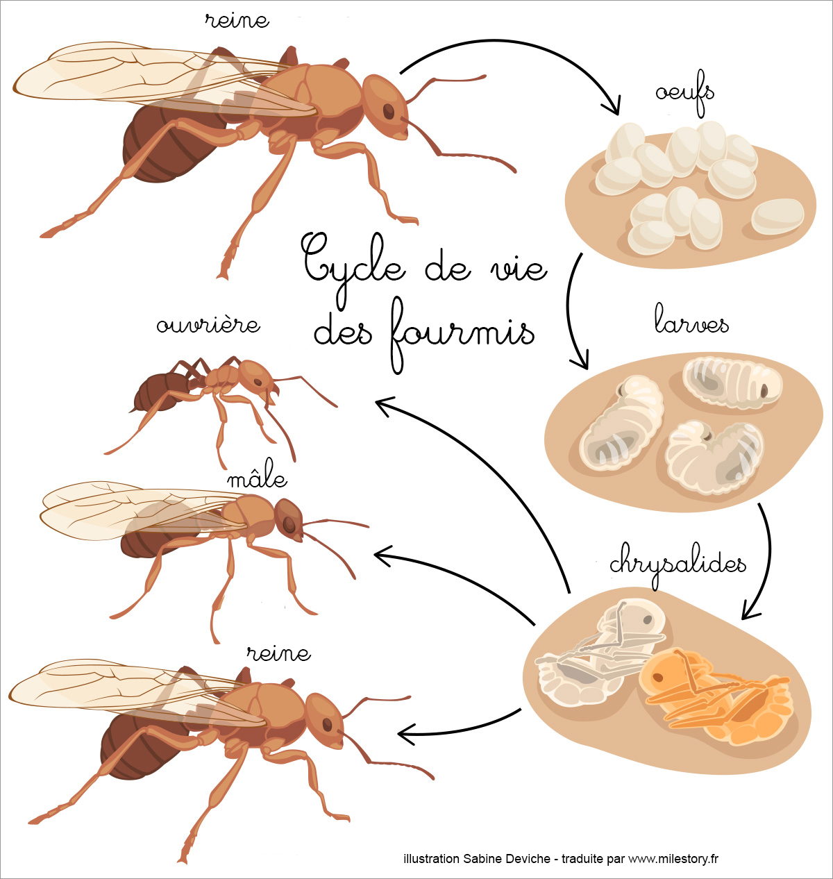 Livres et activités sur les fourmis maternelle - coschooling ...