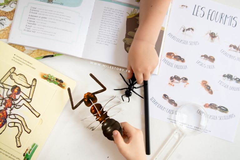 Livres et activités sur les fourmis maternelle - coschooling - Milestory