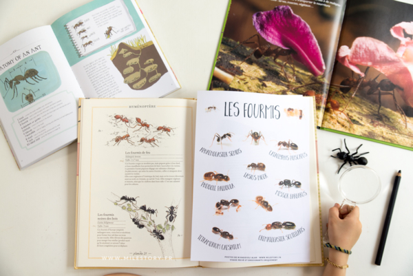 Livres et activités sur les fourmis maternelle - coschooling ...