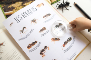 Livres et activités sur les fourmis maternelle - coschooling - Milestory.fr
