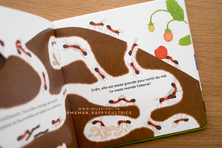 Livres et activités sur les fourmis maternelle - coschooling ...