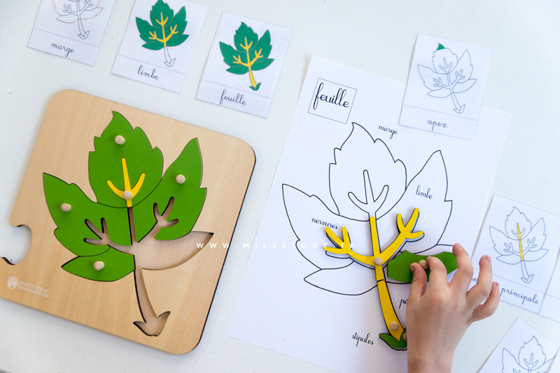 IEF coschooling - Livres et activités sur les arbres, les feuilles, la ...