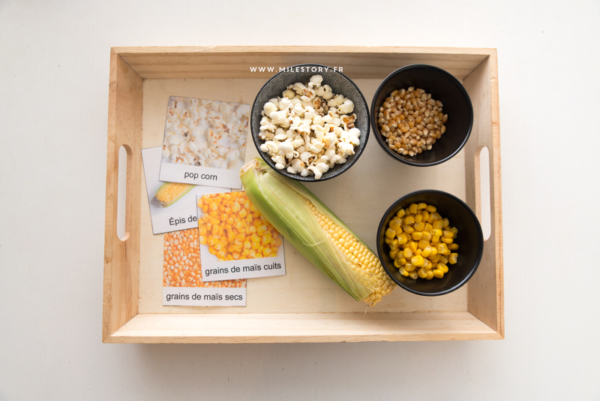 Ief Botanique coschooling - fiches et activités sur le maïs - Milestory ...