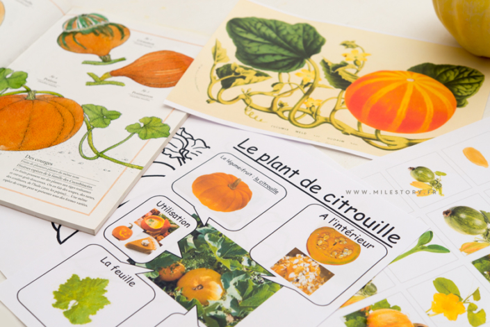Activités citrouille maternelle d'inspiration Montessori - Milestory.fr ...