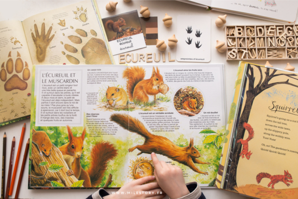 Activités animaux de la forêt / ief, coschooling, maternelle ...