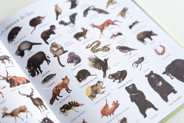 Activités animaux de la forêt / ief, coschooling, maternelle ...