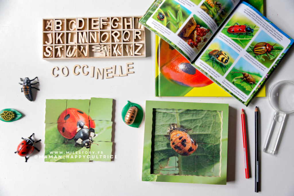 Activités sur les coccinelles en maternelle avec cartes du cycle de vie ...