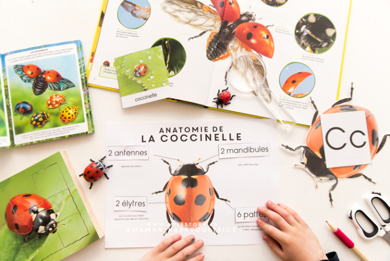 Activités sur les coccinelles en maternelle avec cartes du cycle de vie ...